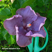 Taiwan Hibiscus - Linda Lee