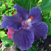 Taiwan Hibiscus - Linda Lee