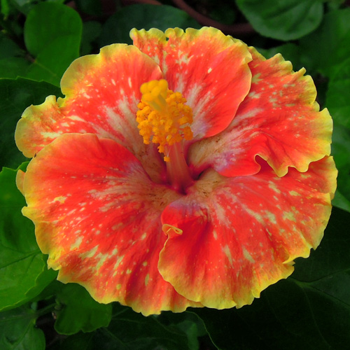 Taiwan Bright Sunshine Taiwan Hibiscus - Linda Lee
