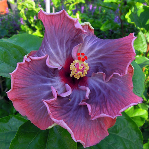 Taiwan Dawn - Cutting Taiwan Hibiscus - Linda Lee