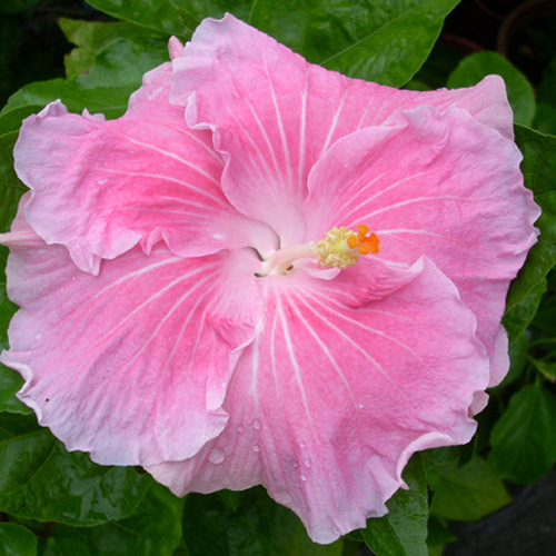 Taiwan Drizzle Taiwan Hibiscus - Linda Lee