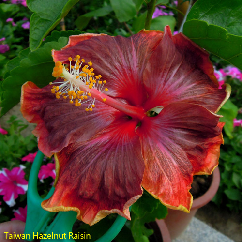 Taiwan Hazelnut Raisin Taiwan Hibiscus - Linda Lee
