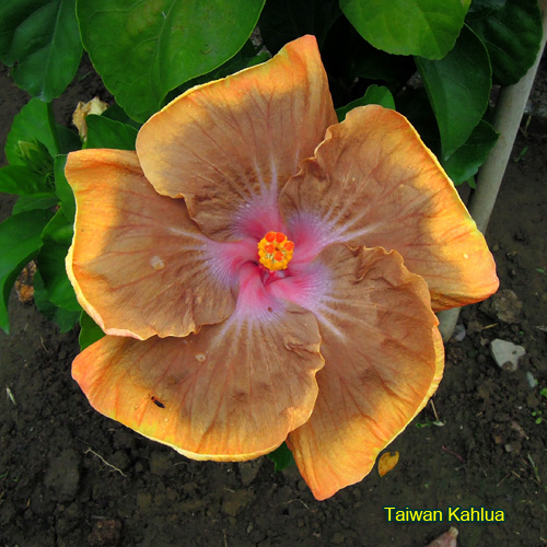 Taiwan Kahlua Taiwan Hibiscus - Linda Lee