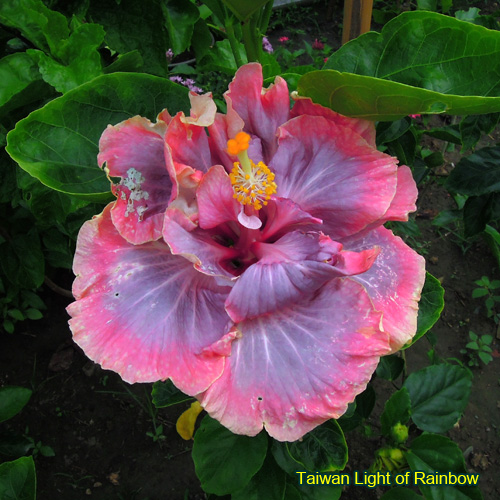 Taiwan Light of Rainbow Taiwan Hibiscus - Linda Lee