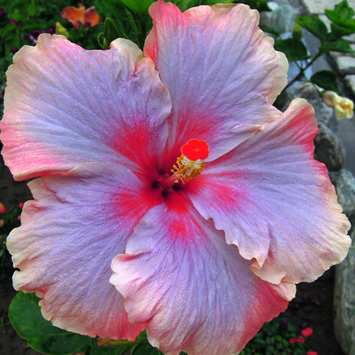 Taiwan Riverside Taiwan Hibiscus - Linda Lee