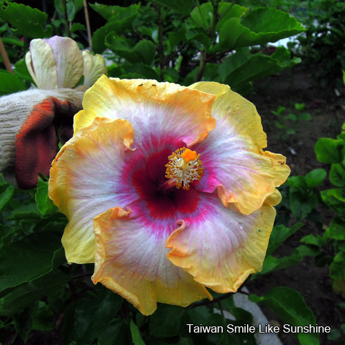 Taiwan Smile Like Sunshine Taiwan Hibiscus - Linda Lee